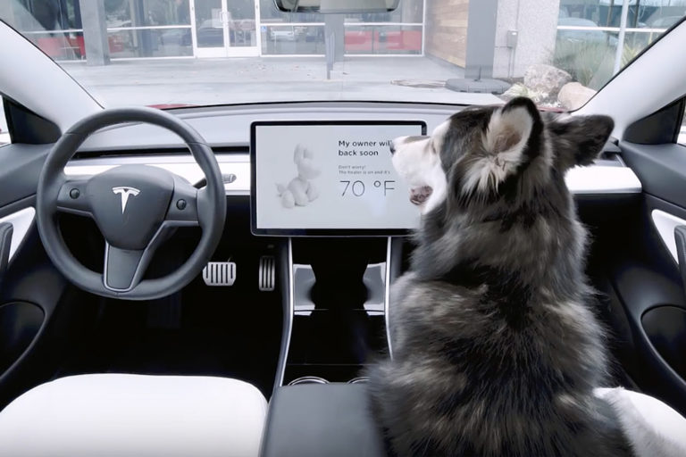 Tesla Dog Mode Keeps Pets Cool in Locked Cars - W[REPORT]