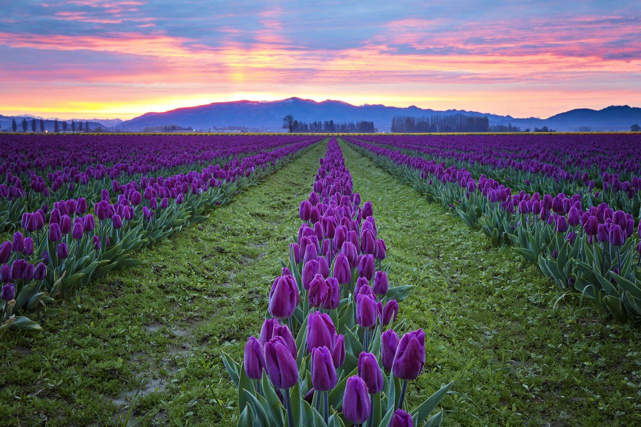 Bloom Into Spring - W[REPORT]